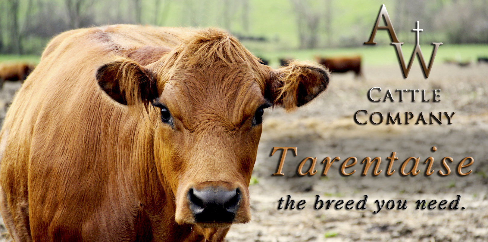 A&W CATTLE COMPANY - Tarentaise Bulls